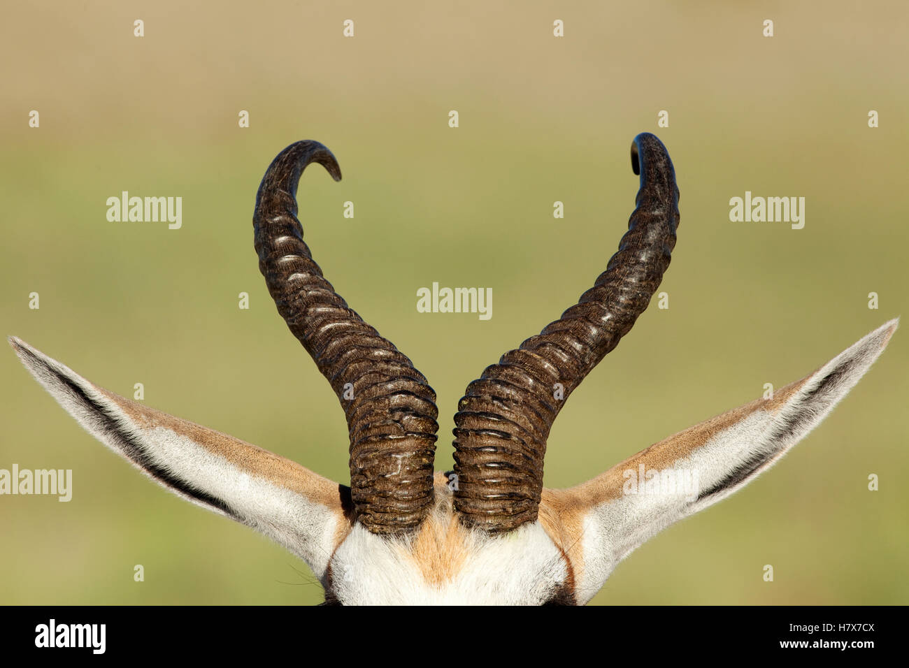 Springbok (Antidorcas marsupialis) male horns, Kalahari, South Africa ...