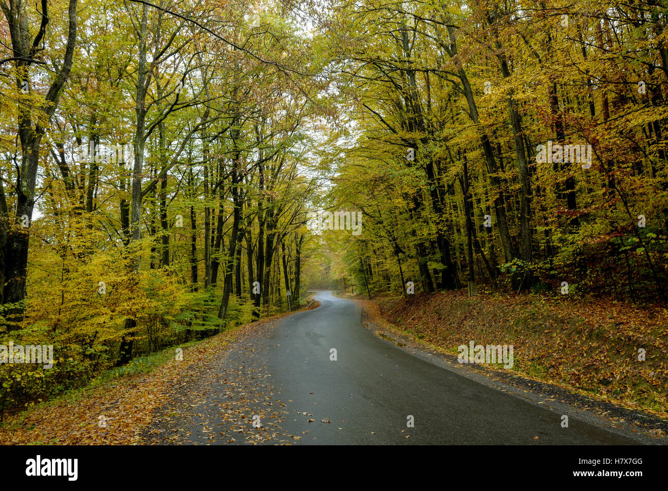 Empty woods hi-res stock photography and images - Alamy