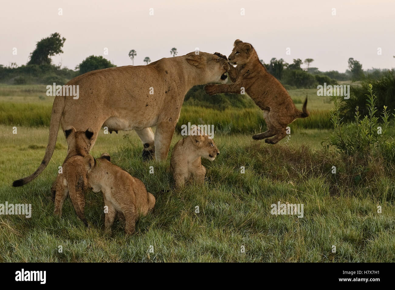 African Lion (Panthera leo) cubs playing with female, Botswana Stock ...