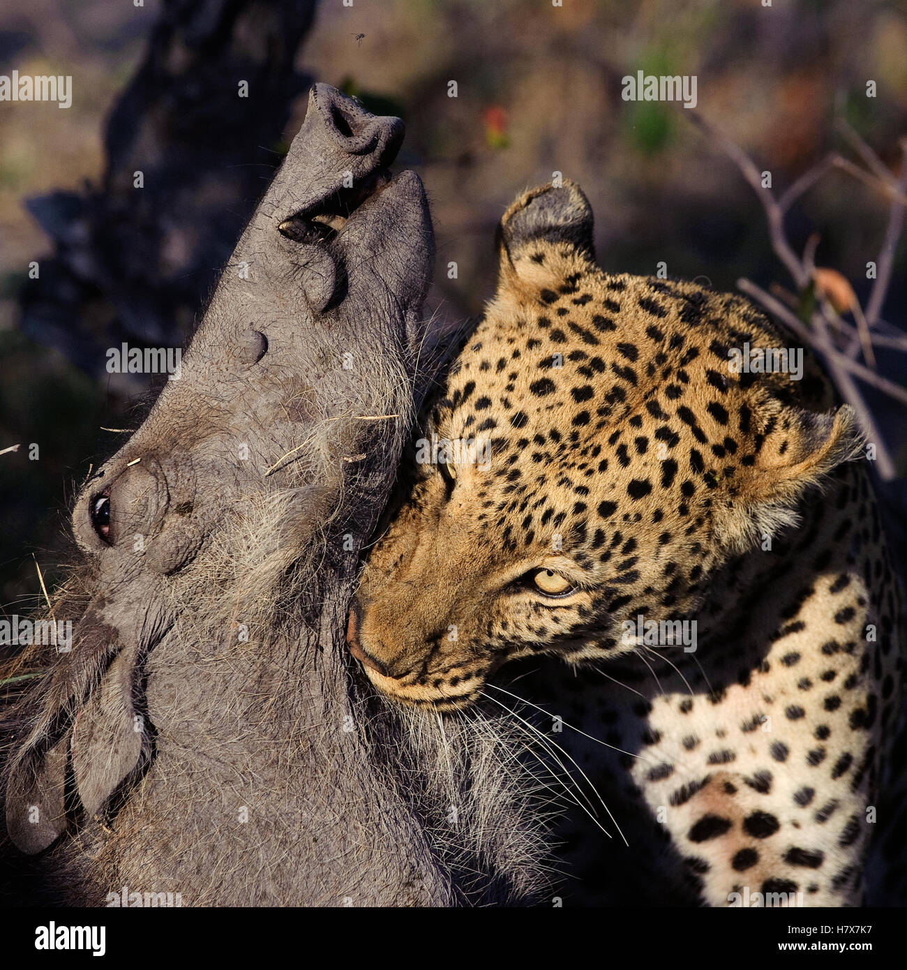 Leopard (Panthera pardus) carrying Warthog (Phacochoerus africanus ...