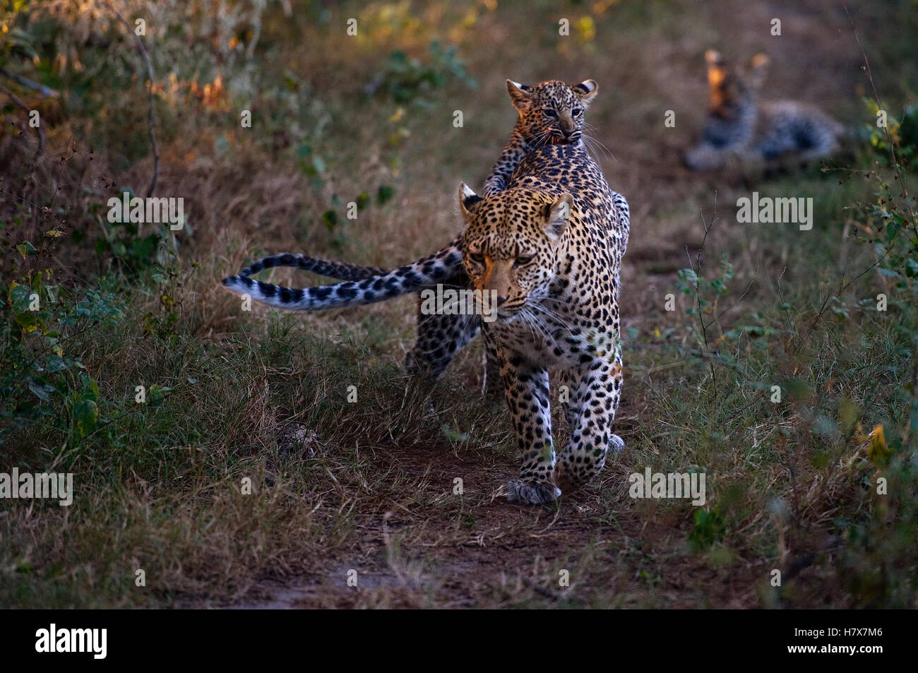 Leopard (Panthera pardus) mother and cubs, with one cub jumping on ...