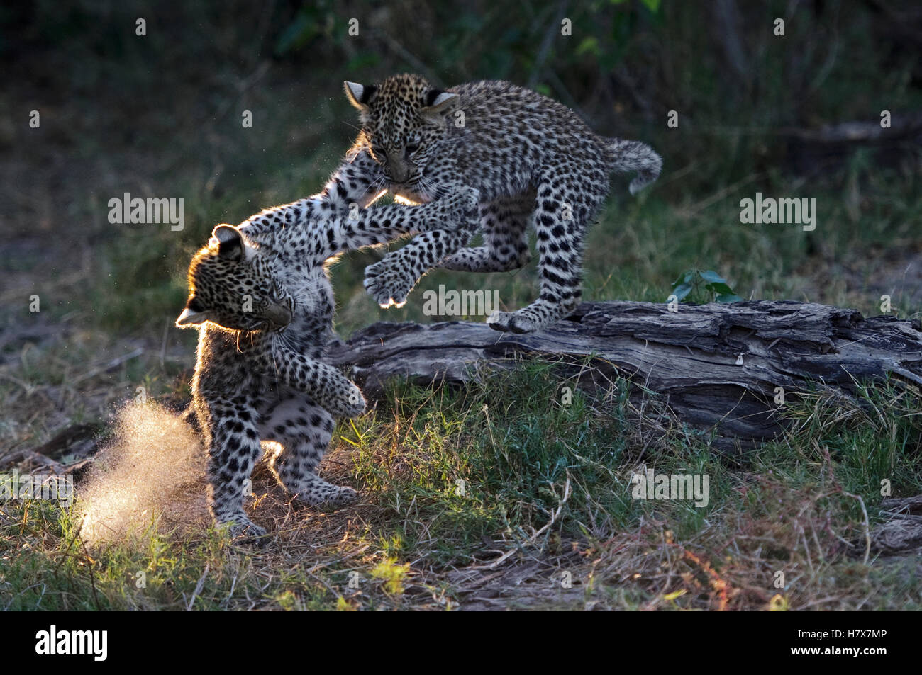 Leopard (Panthera pardus) cubs playing, Botswana Stock Photo - Alamy