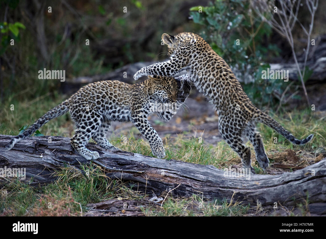 Leopard (Panthera pardus) cubs playing, Botswana Stock Photo - Alamy