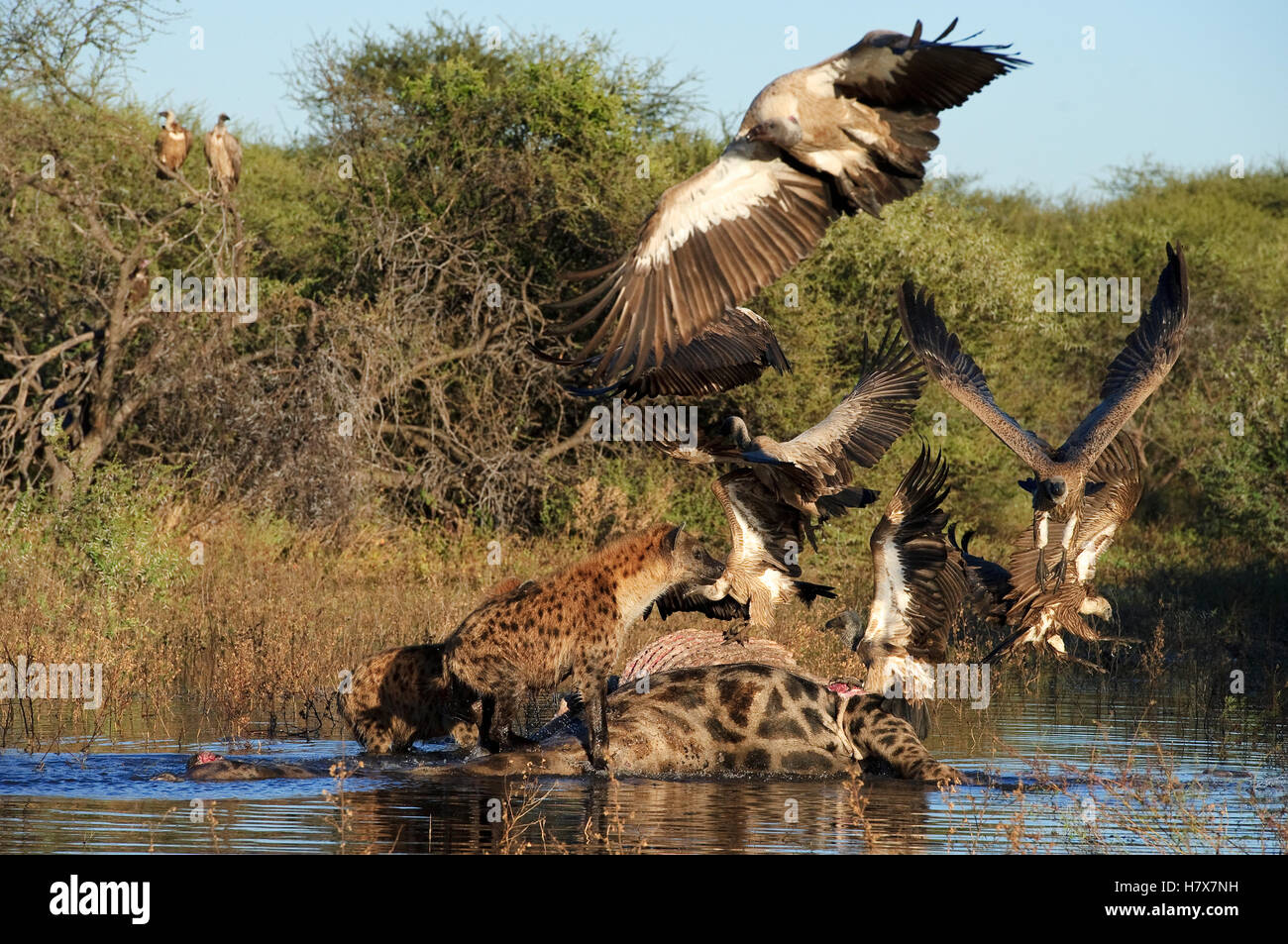 Spotted Hyena (Crocuta crocuta) chasing Cape Vulture (Gyps coprotheres ...