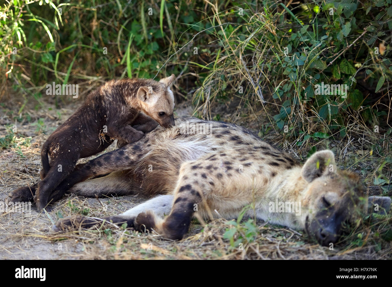 Spotted Hyena (Crocuta crocuta) cub on female, Botswana Stock Photo - Alamy