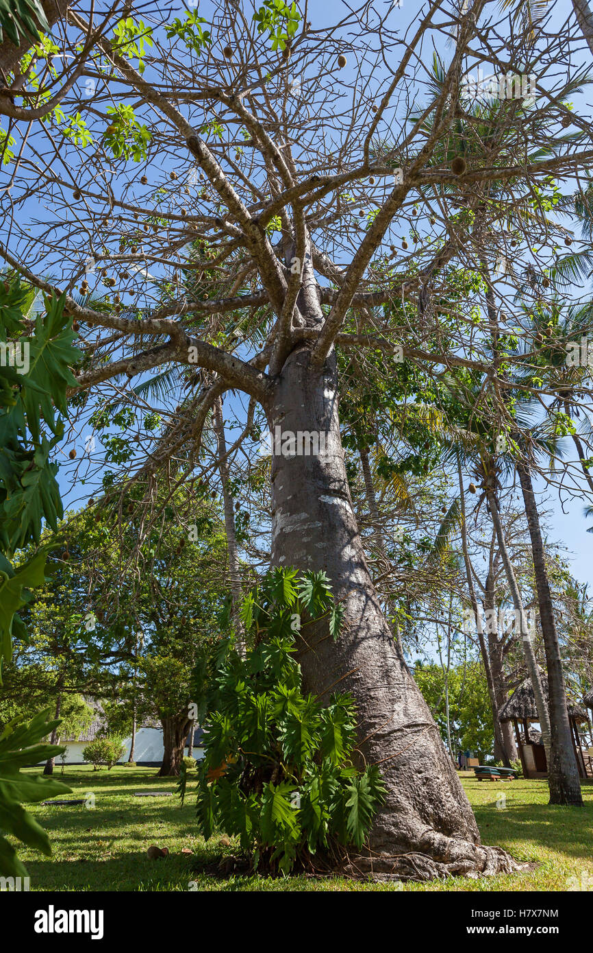 African tree. High African tree with a massive trunk and branches ...