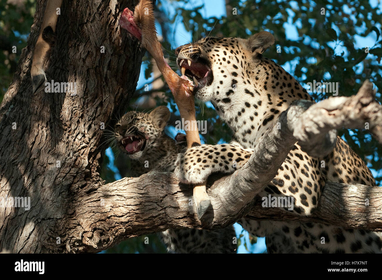 Leopard (Panthera pardus) mother and cub in tree with prey, Botswana ...