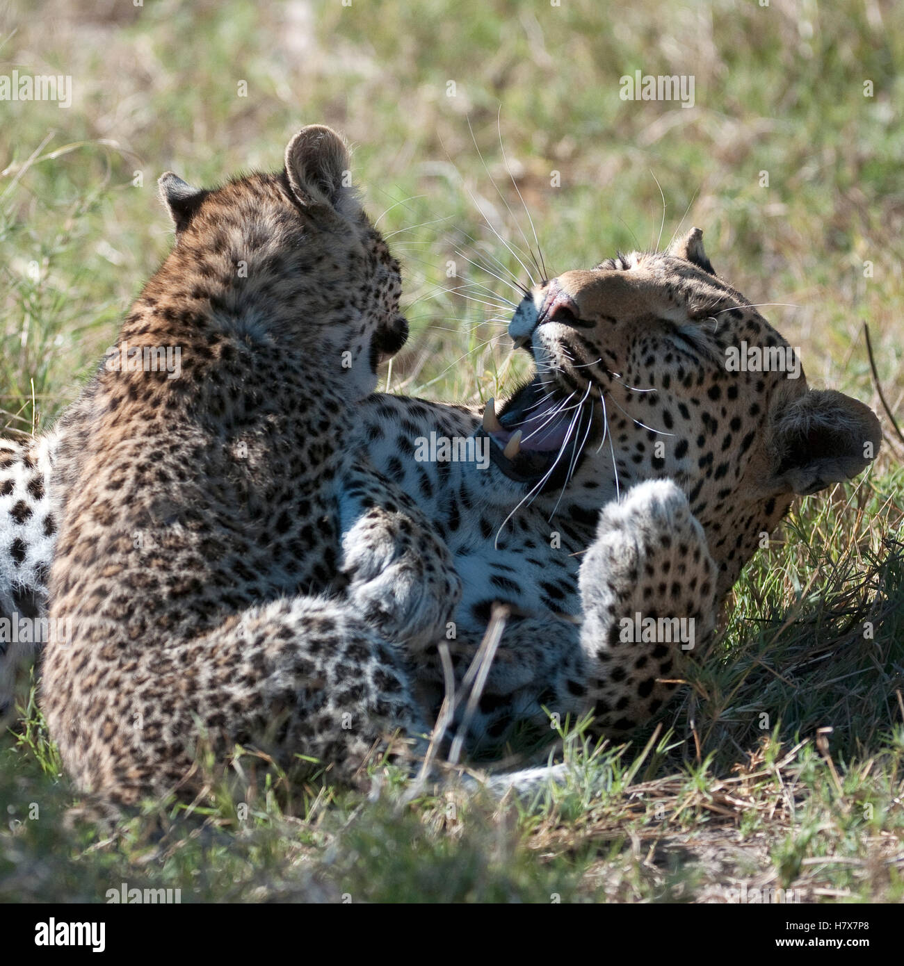 Leopard (Panthera pardus) cub playing with mother, Botswana Stock Photo ...