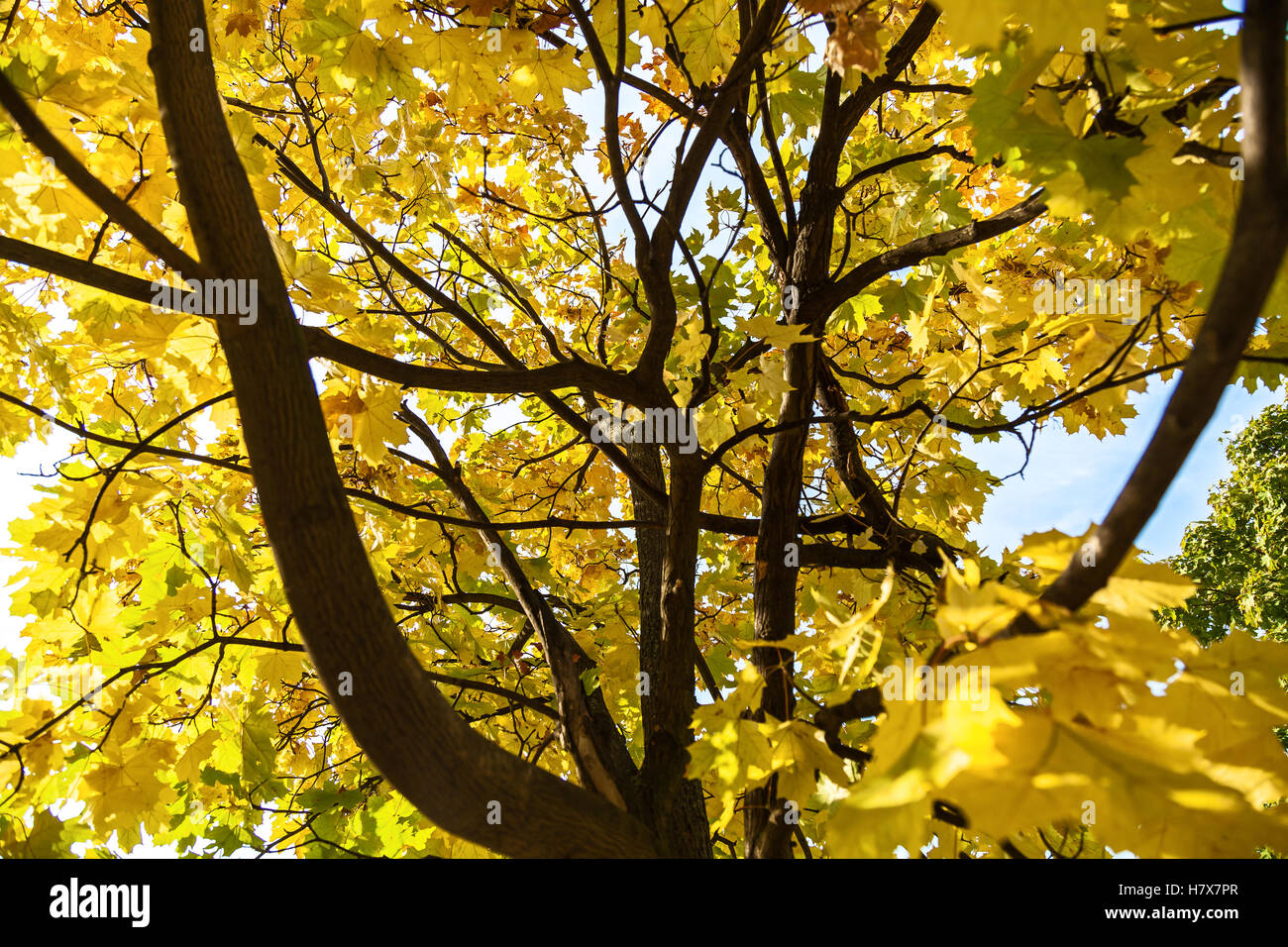 Maple foliage bright, saturated yellow color on the tree Stock Photo ...