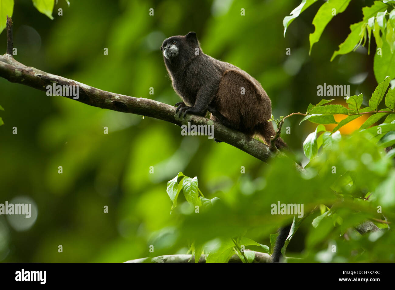 Black-mantled Tamarin (Saguinus nigricollis) in tree, Napo River ...