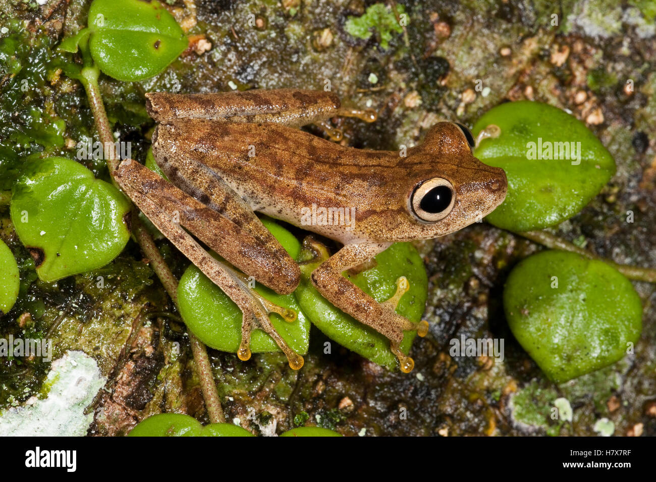 Tree Frog (Hypsiboas sp), Napo River, Yasuni National Park, Amazon ...