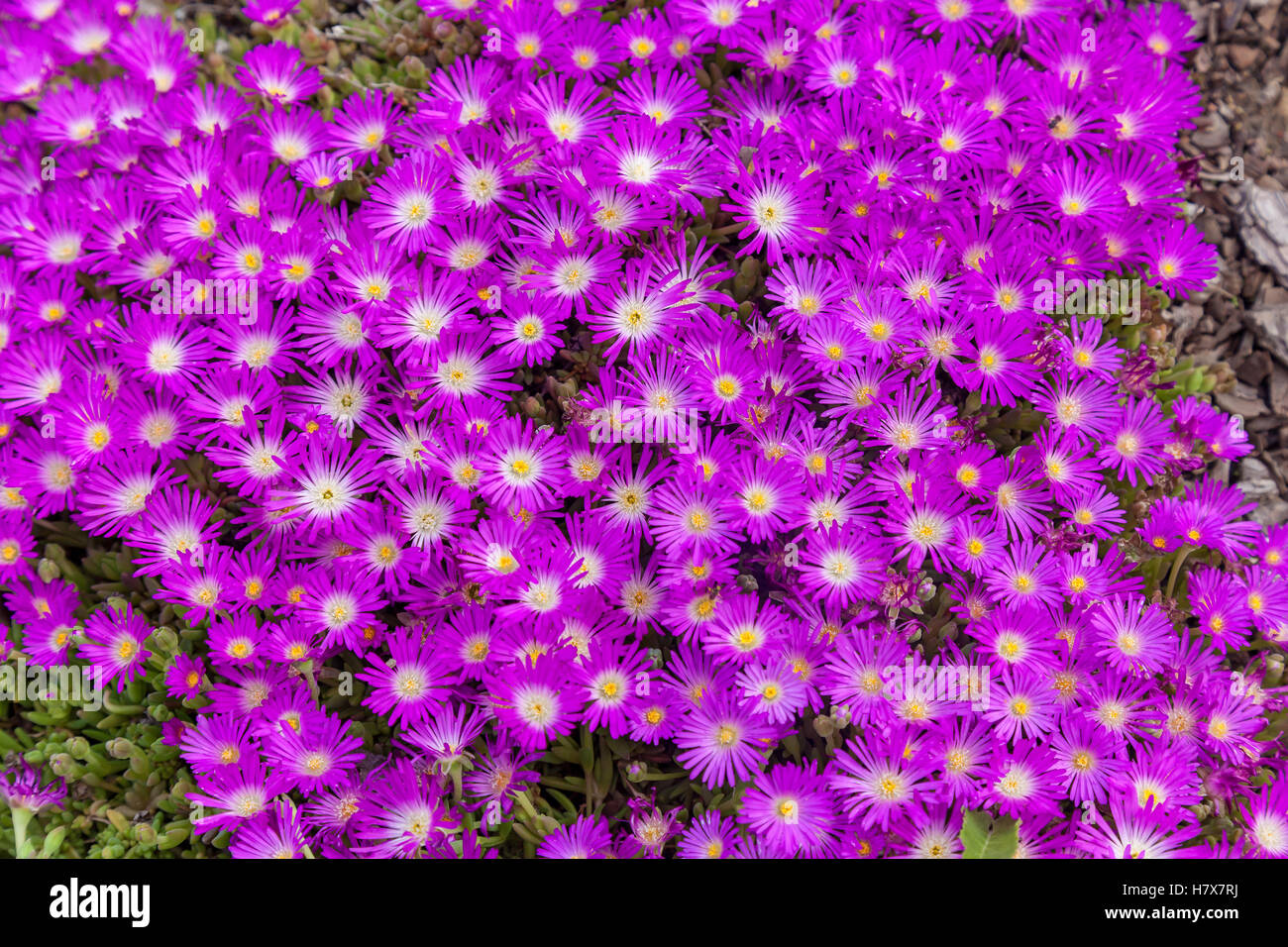 Blooming colorful cactus. Blooming colorful cactus with a lot of ...