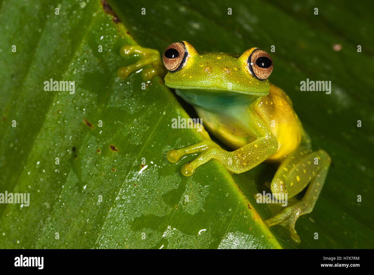 Tree Frog (Hypsiboas cinerascens), Napo River, Yasuni National Park ...