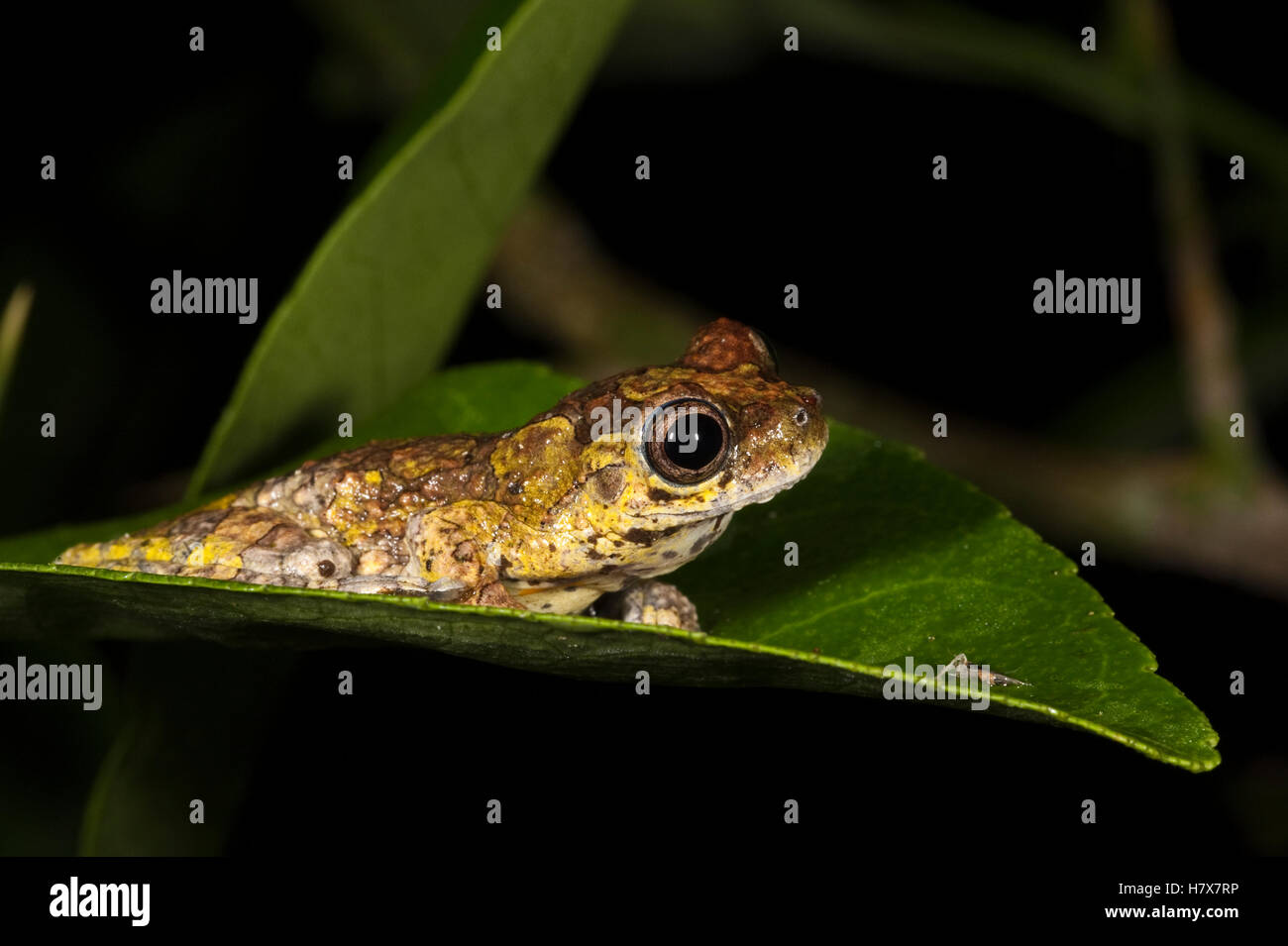 Marbled Tree Frog (Hyla marmorata), Napo River, Yasuni National Park ...