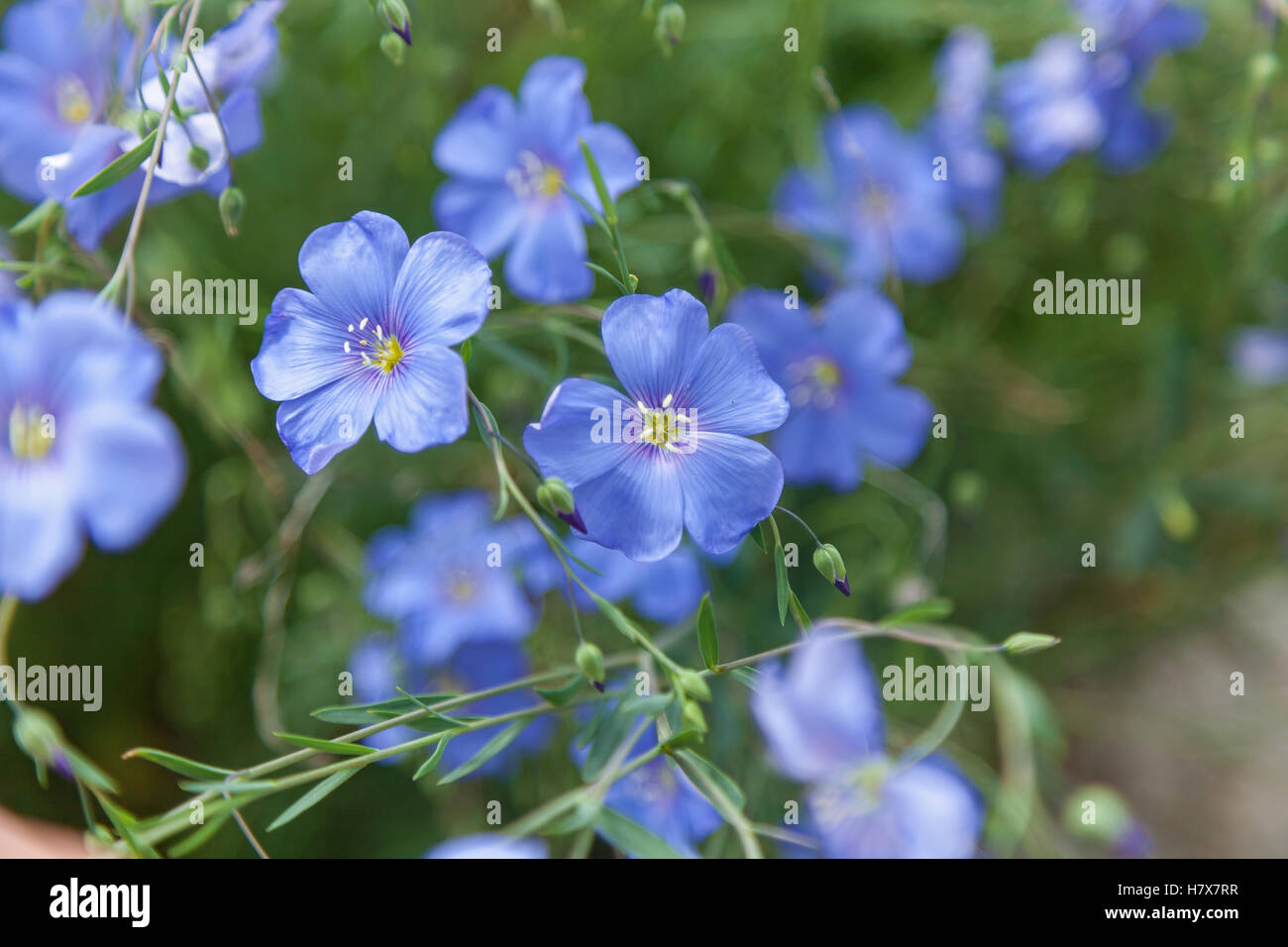 Flax stalk hi-res stock photography and images - Alamy