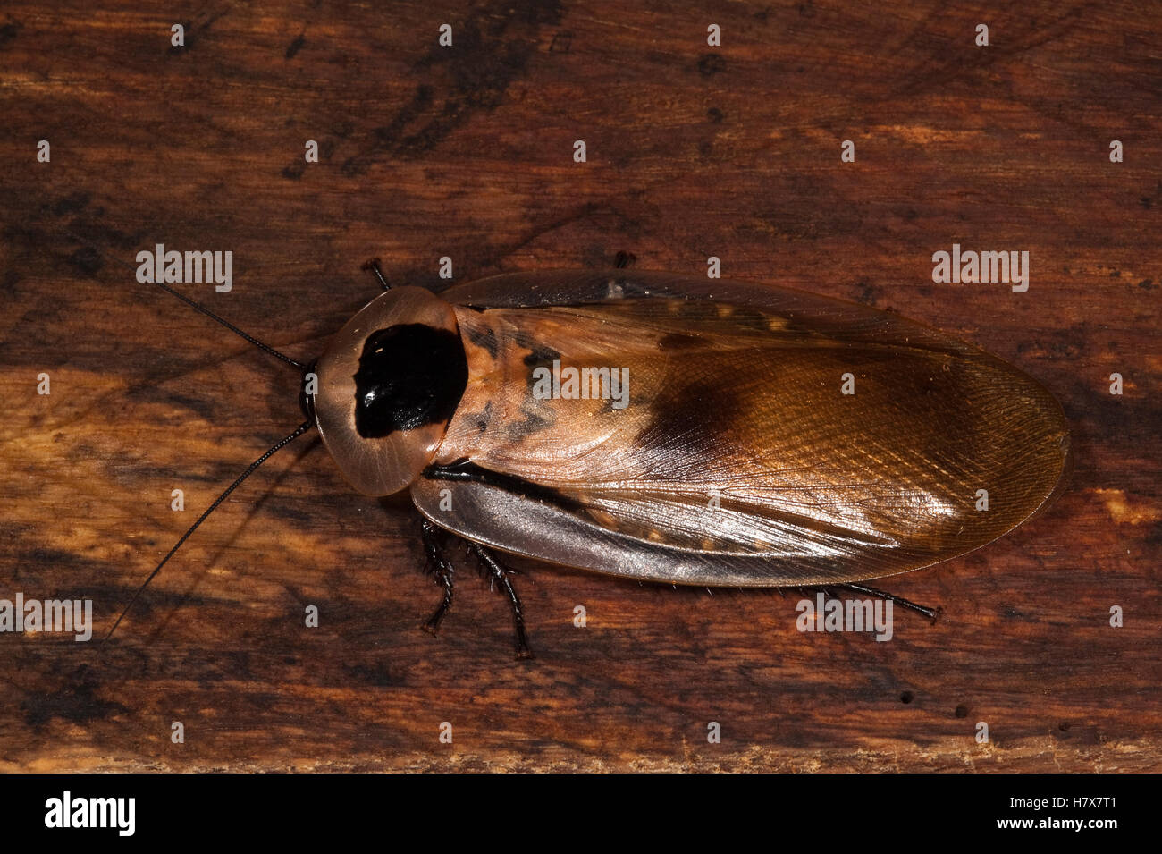 Giant Cockroach (Blaberus giganteus), Napo River, Yasuni National Park ...