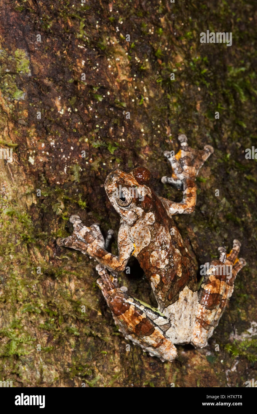 Marbled Tree Frog (Hyla marmorata), Napo River, Yasuni National Park ...