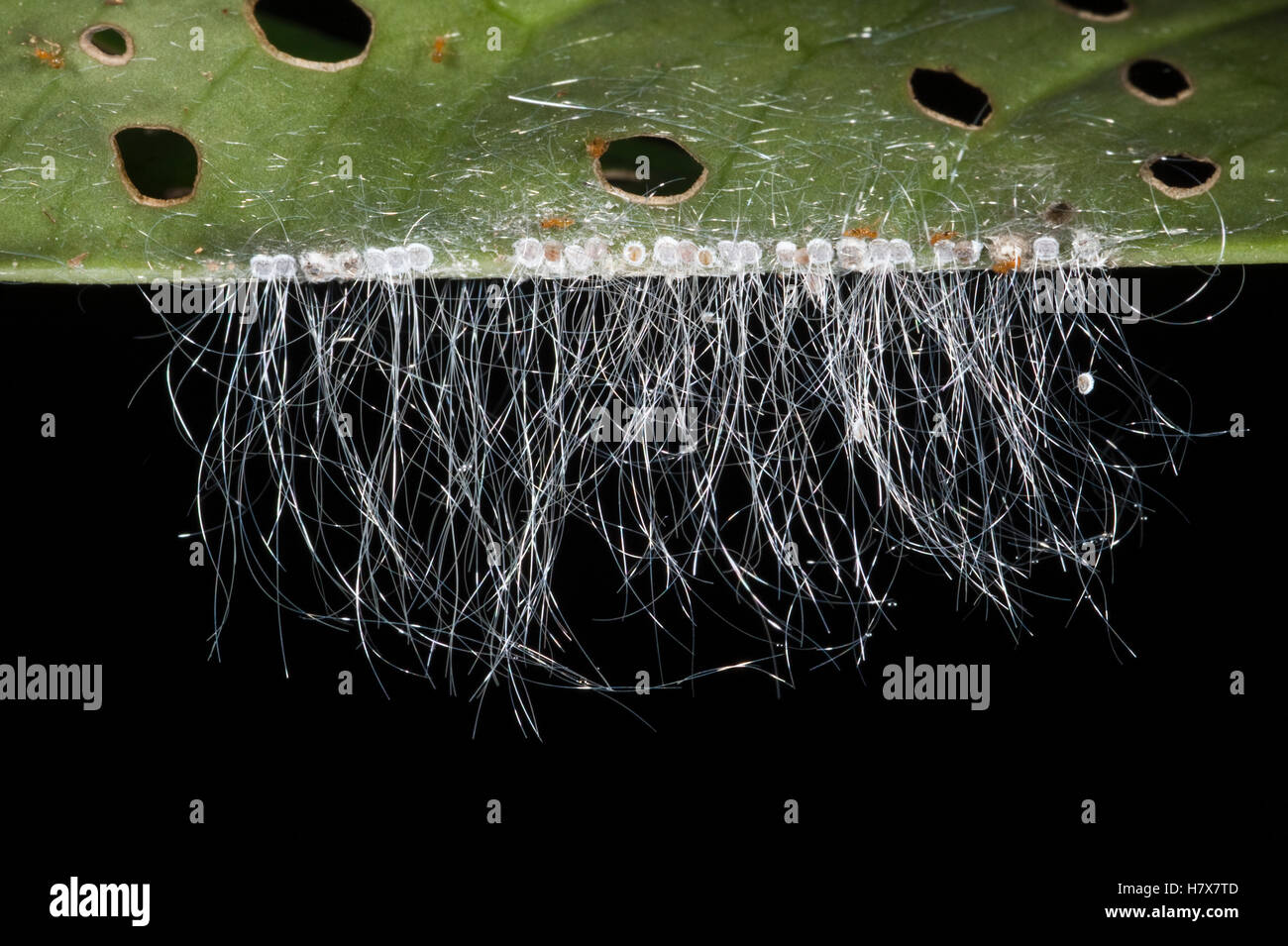 Soft Scale Insect (Coccidae) group, Napo River, Yasuni National Park ...