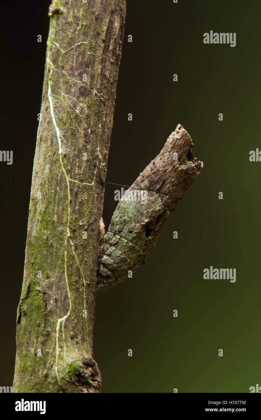 Ruby-spotted Swallowtail (Papilio anchisiades) camouflaged on branch ...