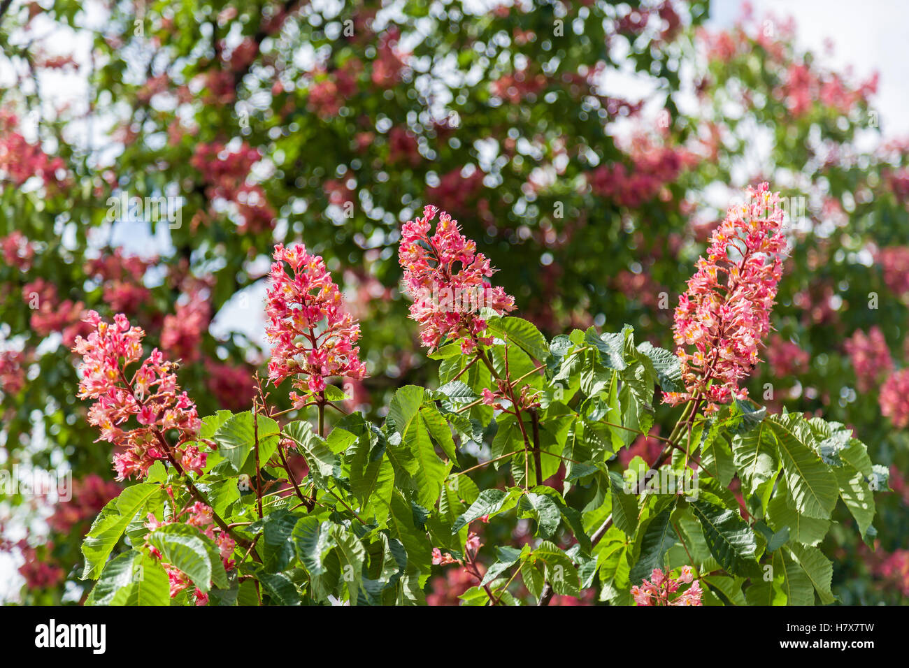 Flowers pink chestnut. Flowers pink chestnut several shades of pink on ...