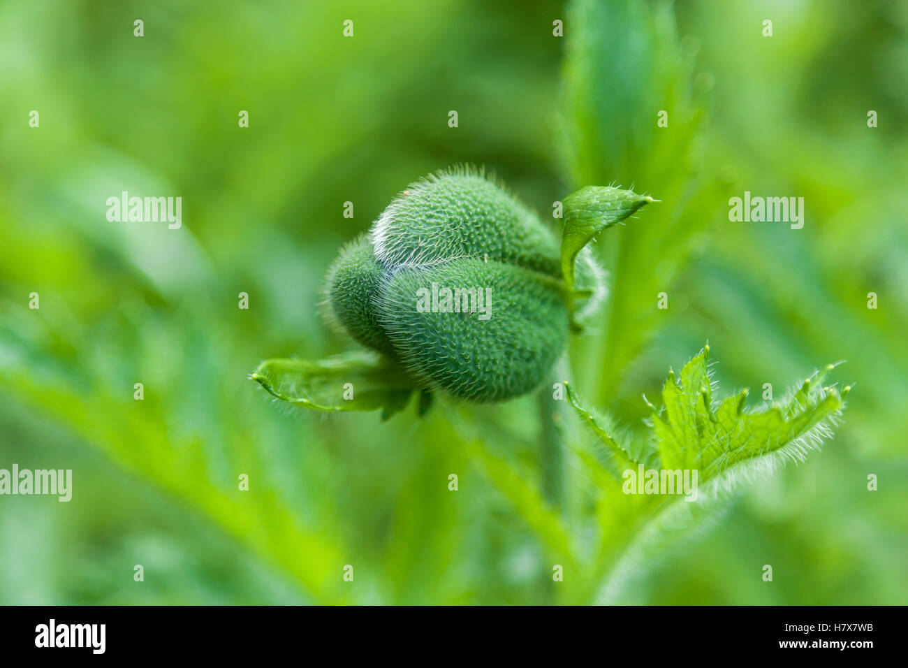 Poppy bud. Three-edged shaggy poppy bud, saturated green color, with ...