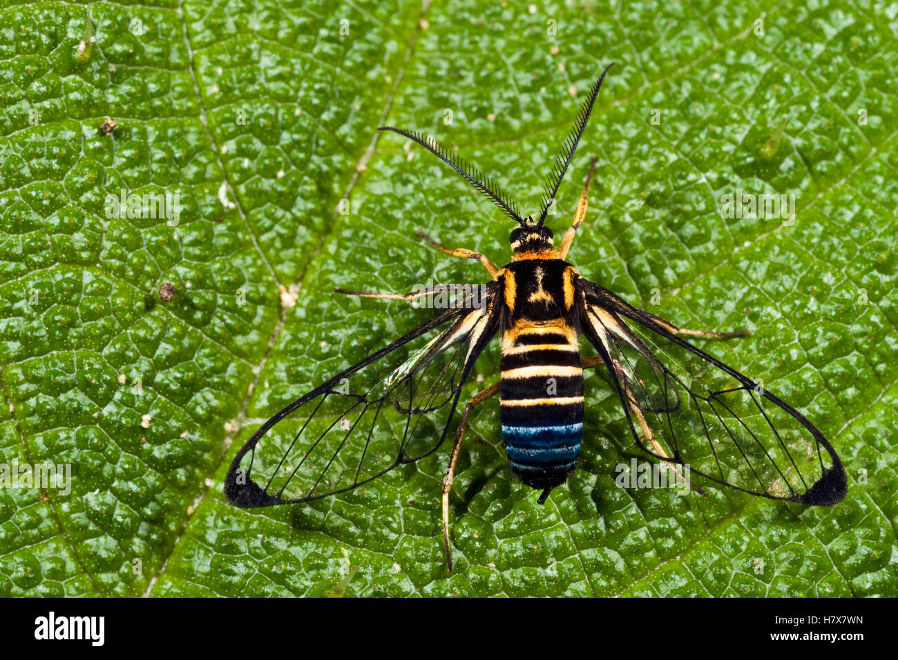 Scape Moth (Ctenuchidae), Mindo Cloud Forest, western slope of Andes ...