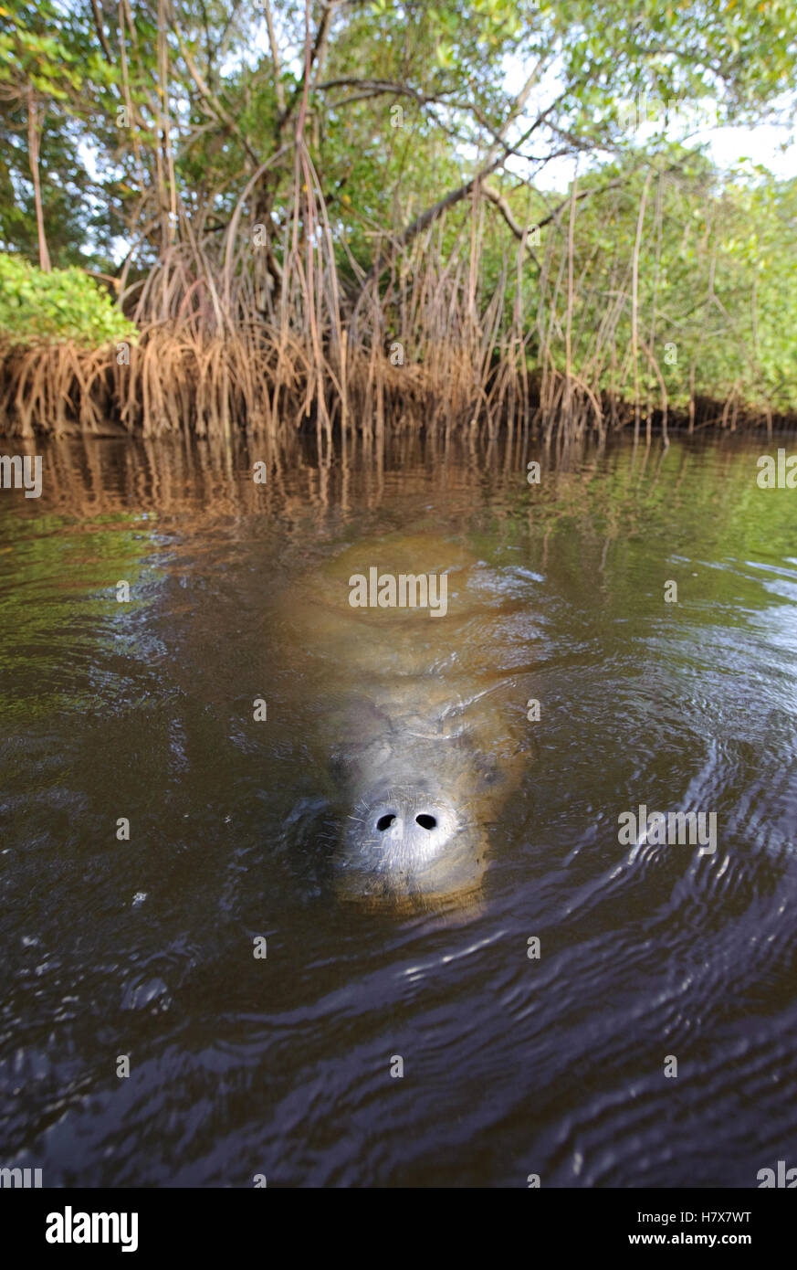 Antillean Manatee (Trichechus manatus manatus) in shallow mangrove ...