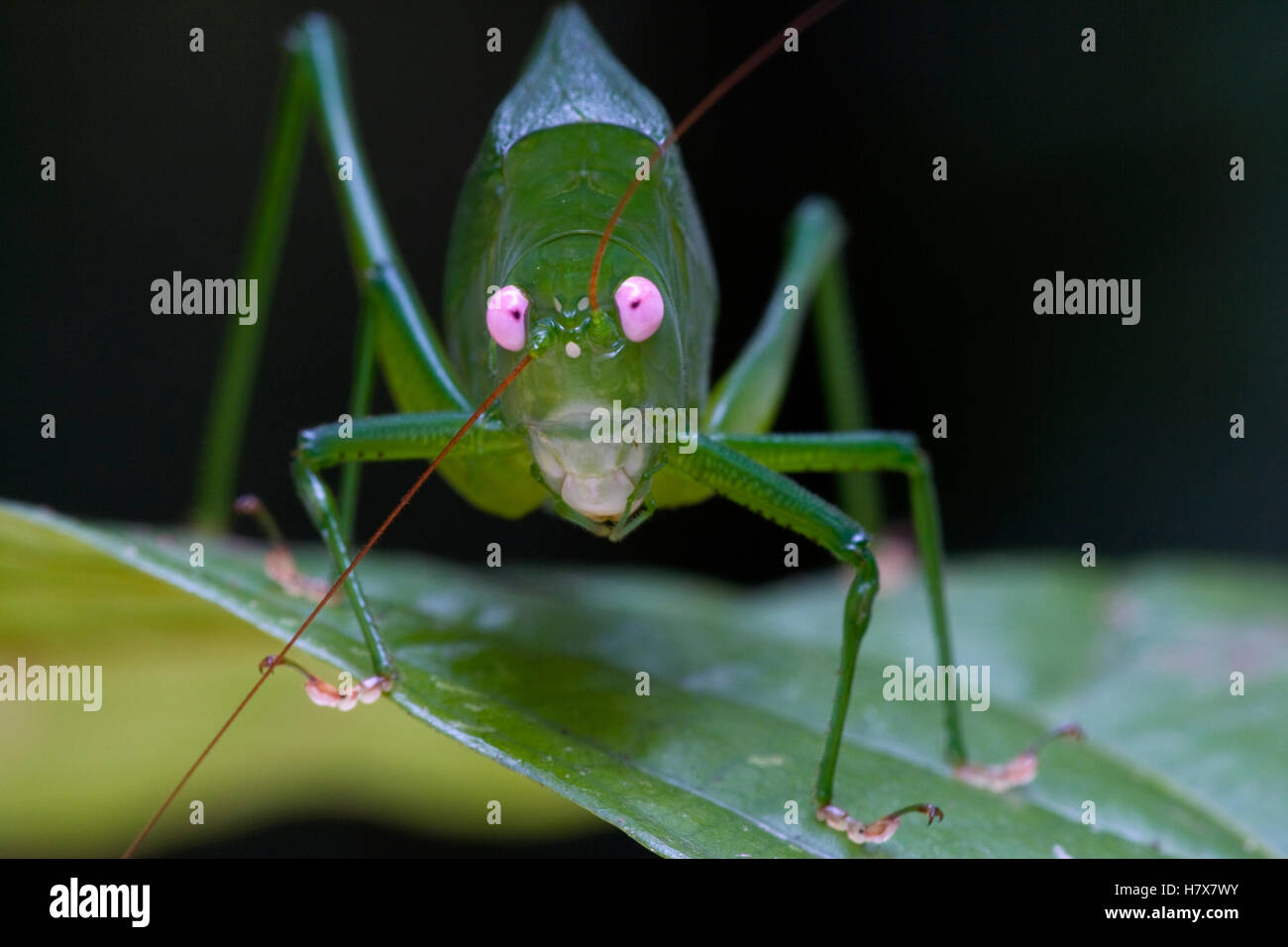 Katydid (Caedicia sp), newly discovered species, Muller Range, Papua ...