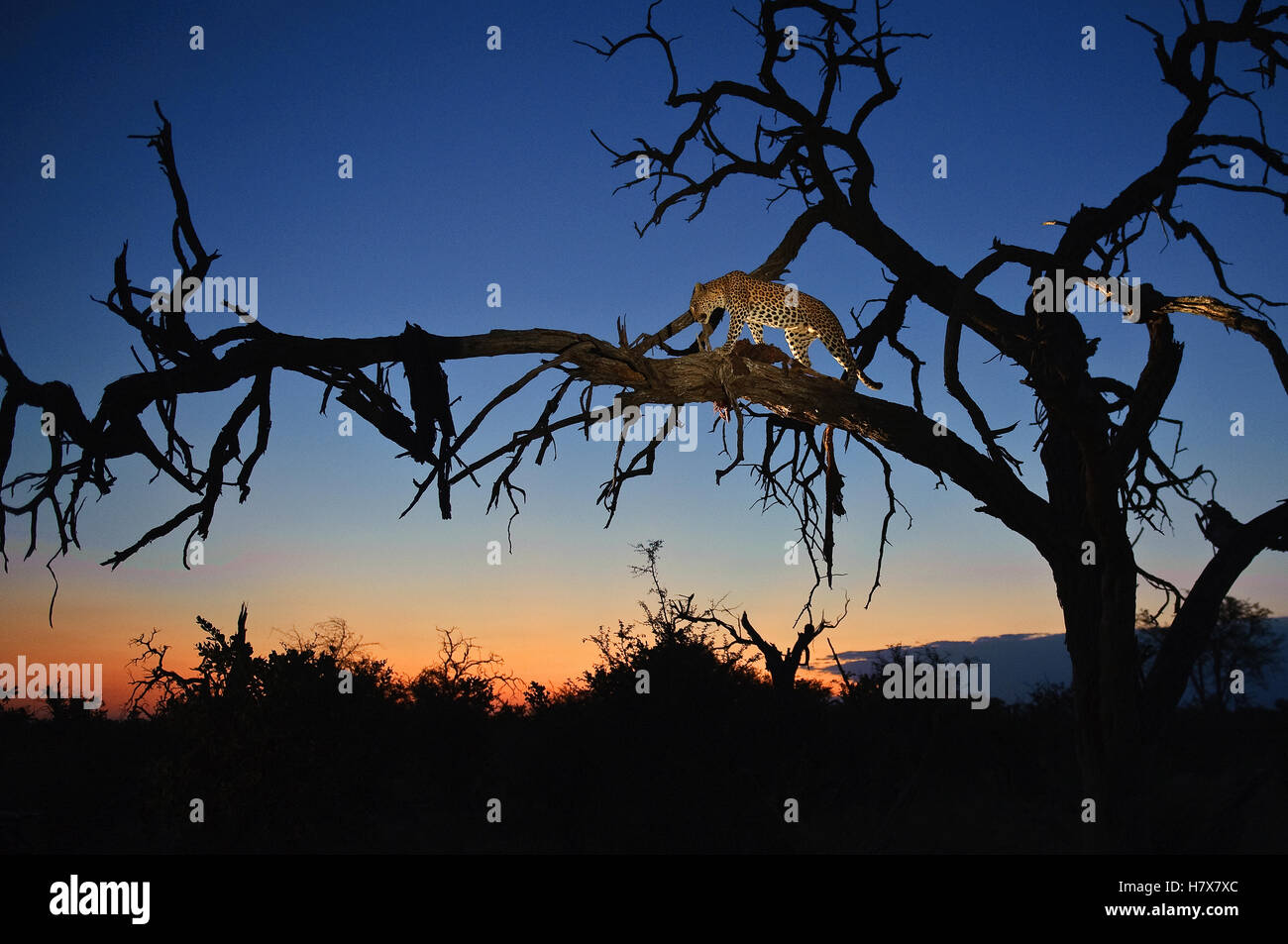 Leopard (Panthera pardus) in tree at night fall, Botswana Stock Photo ...