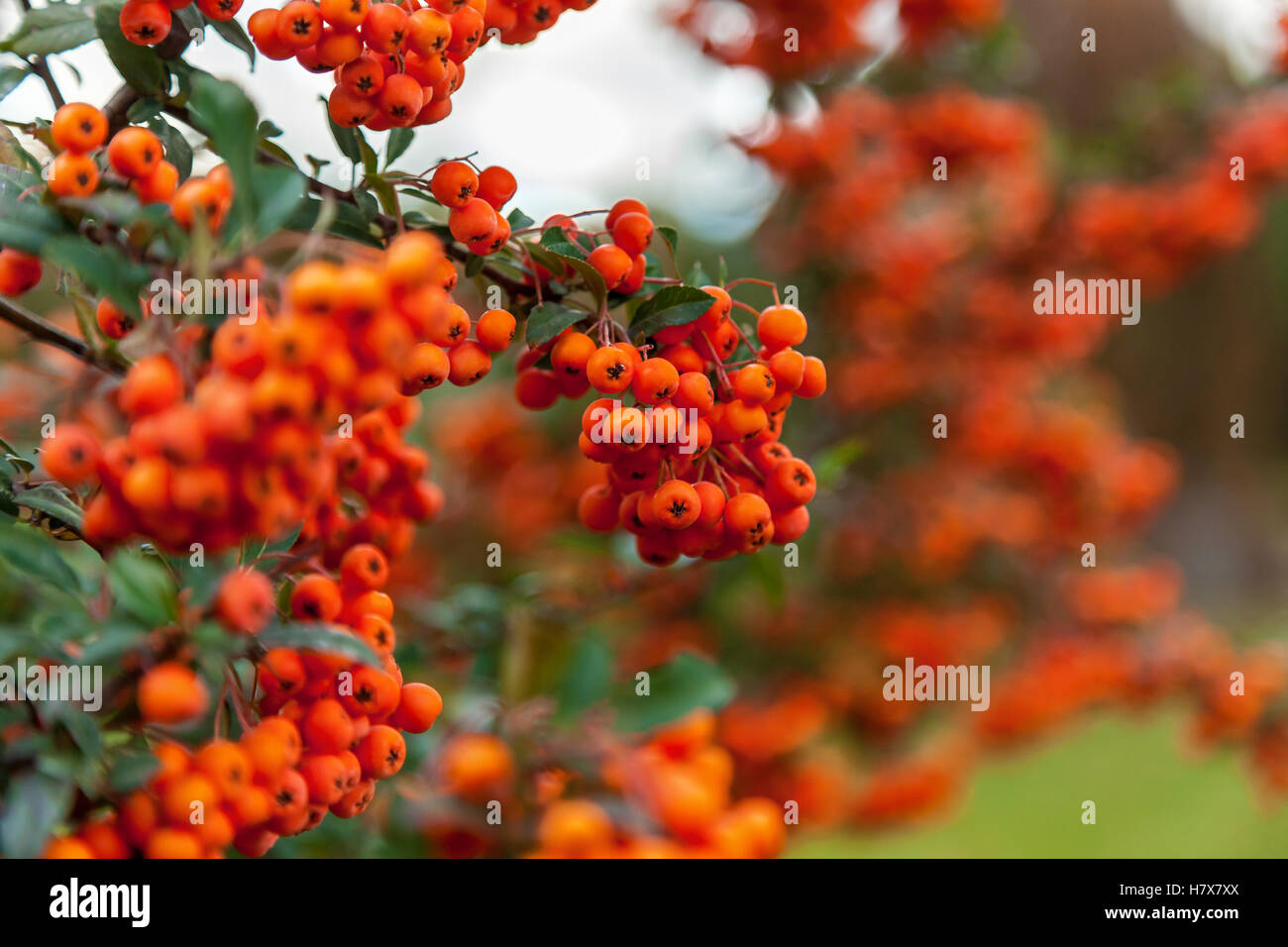 Bunch of rowan bright orange color on the tree branch surrounded by ...