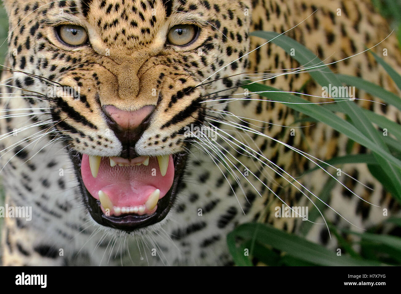 Leopard (Panthera pardus) snarling, Botswana Stock Photo - Alamy