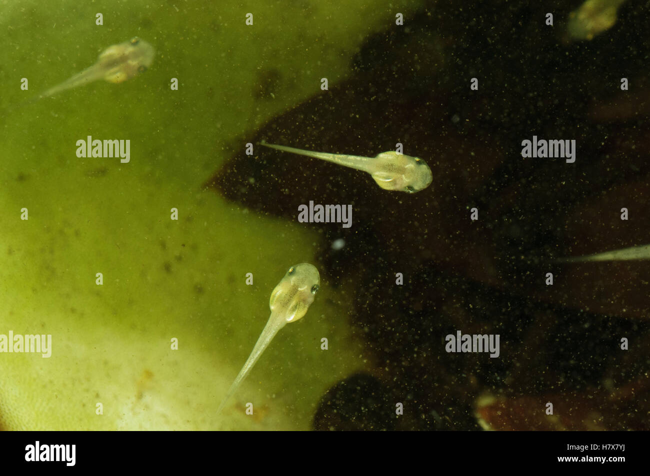 Matang Narrow-mouthed Frog (Microhyla nepenthicola) tadpoles in a ...