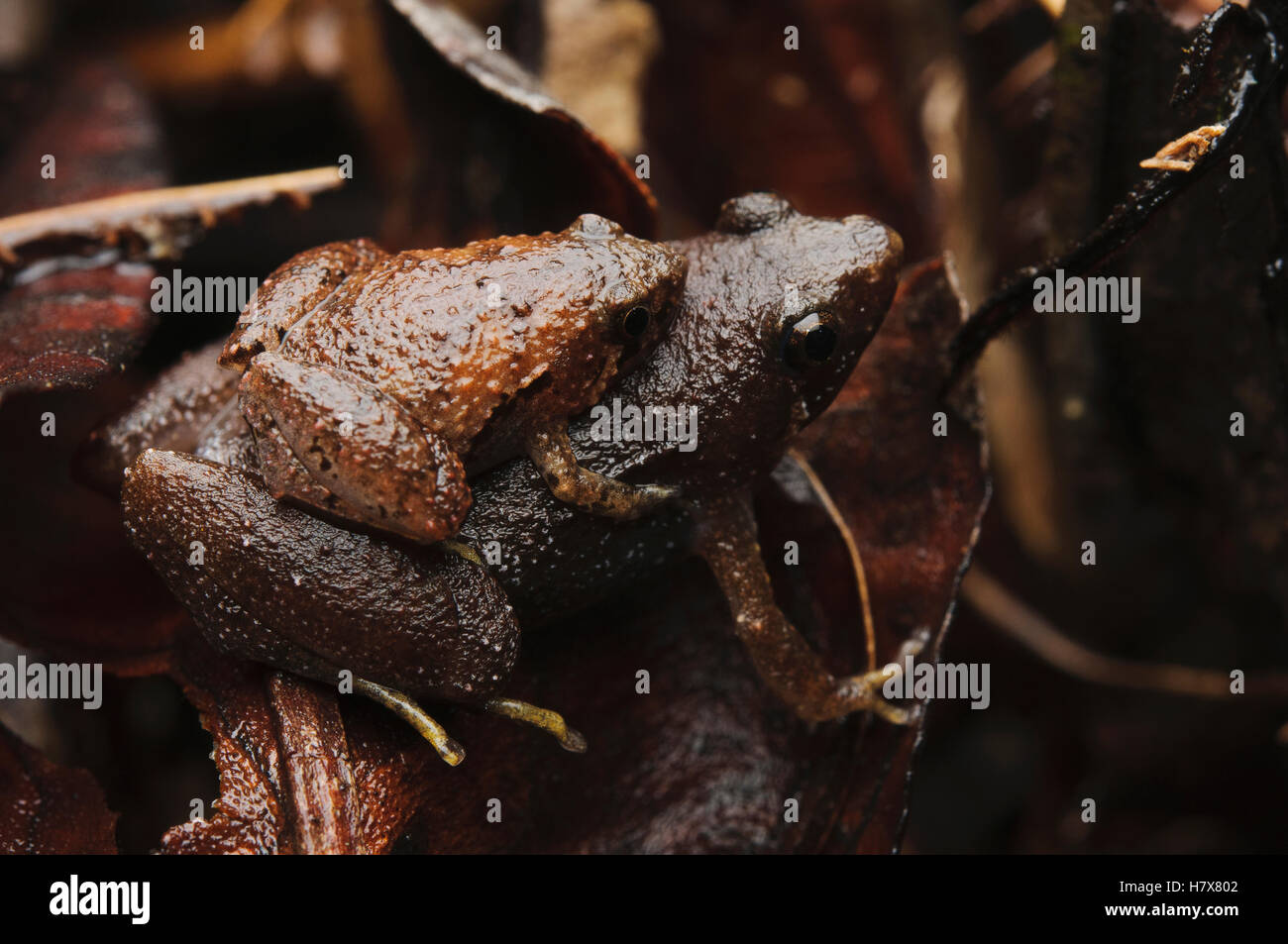 Matang Narrow-mouthed Frog (Microhyla nepenthicola) pair in amplexus ...