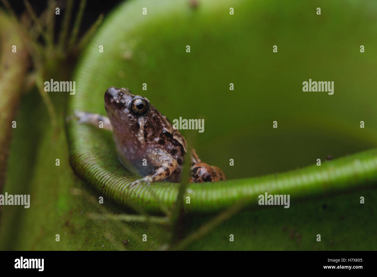 Matang Narrow-mouthed Frog (Microhyla nepenthicola) male at pitcher of ...