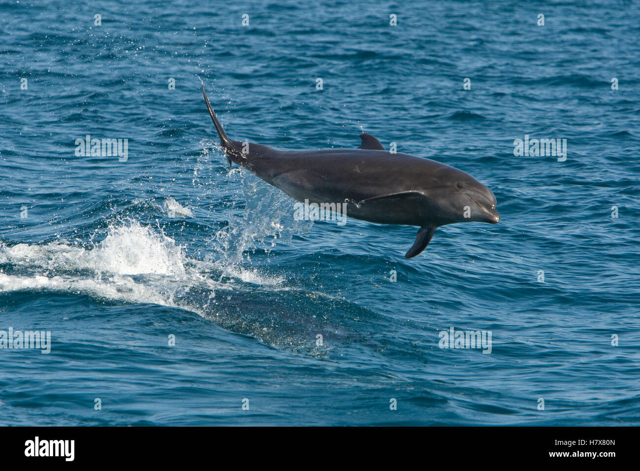 Bottlenose Dolphin (Tursiops truncatus) jumping, Baja California, Mexico Stock Photo - Alamy