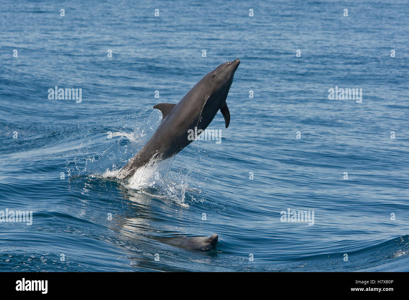 Bottlenose Dolphin (Tursiops truncatus) jumping, Baja California, Mexico Stock Photo - Alamy
