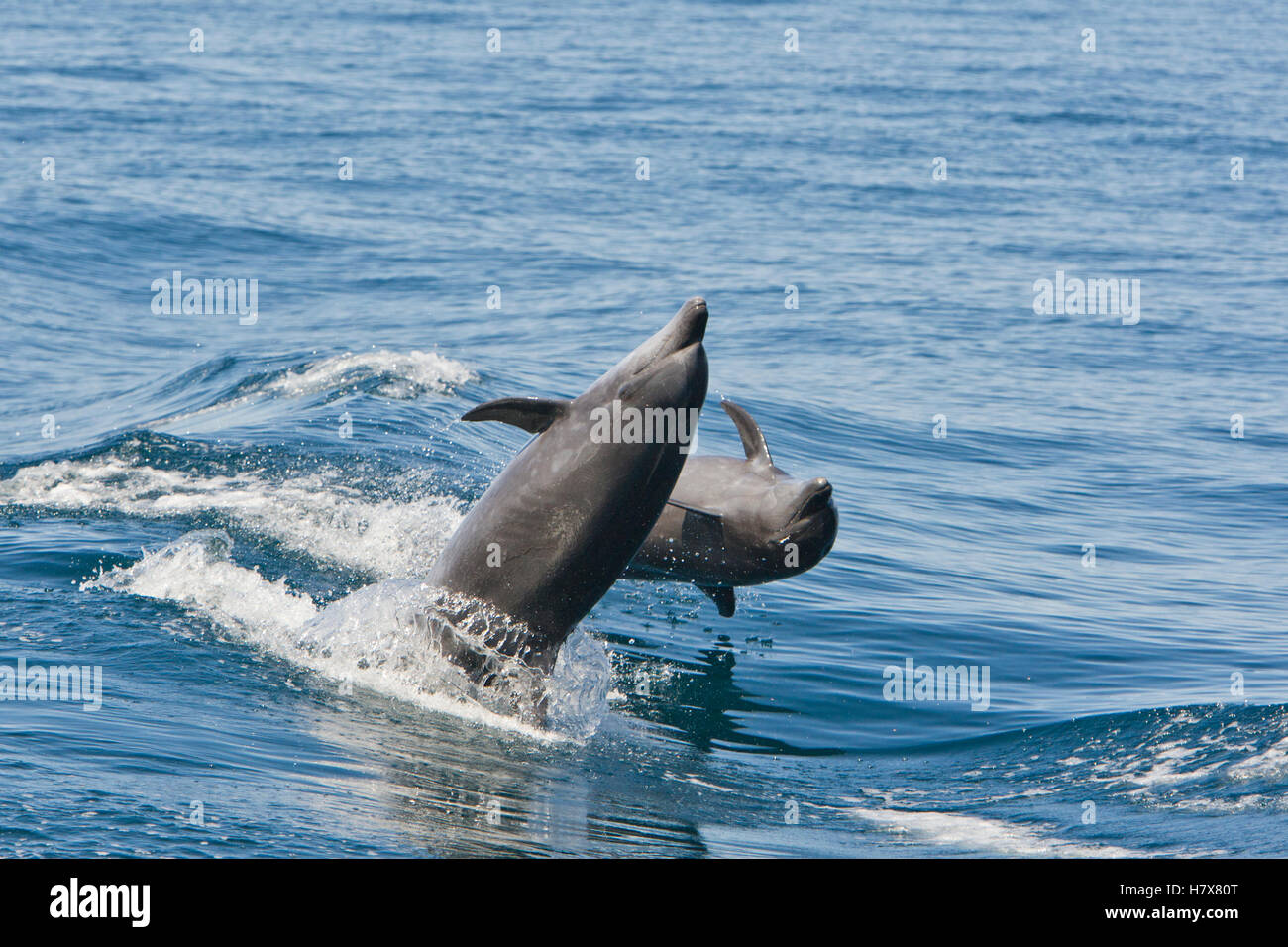 Bottlenose Dolphin (Tursiops truncatus) pair jumping, Baja California ...