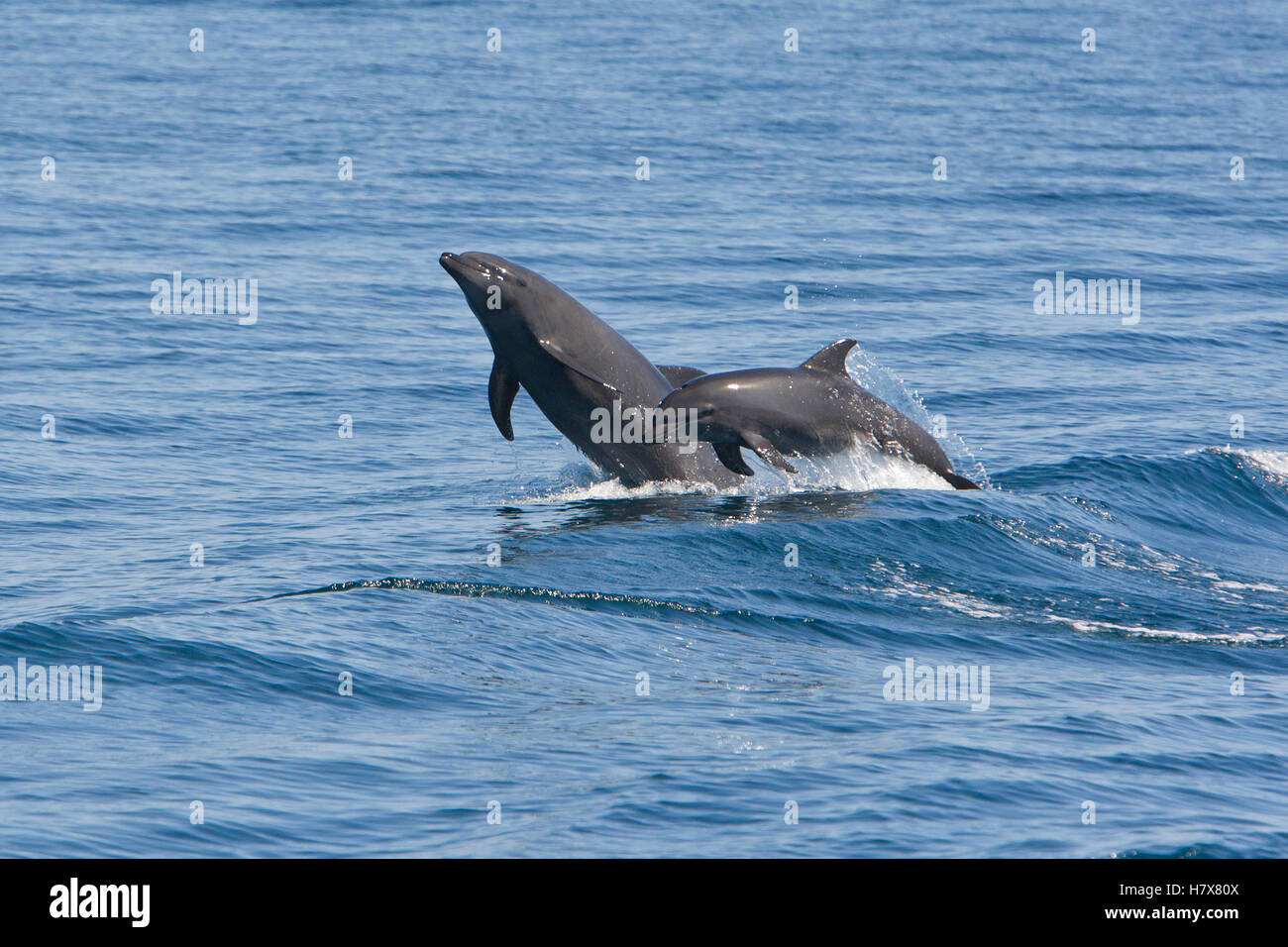 Bottlenose Dolphin (Tursiops truncatus) pair jumping, Baja California, Mexico Stock Photo - Alamy