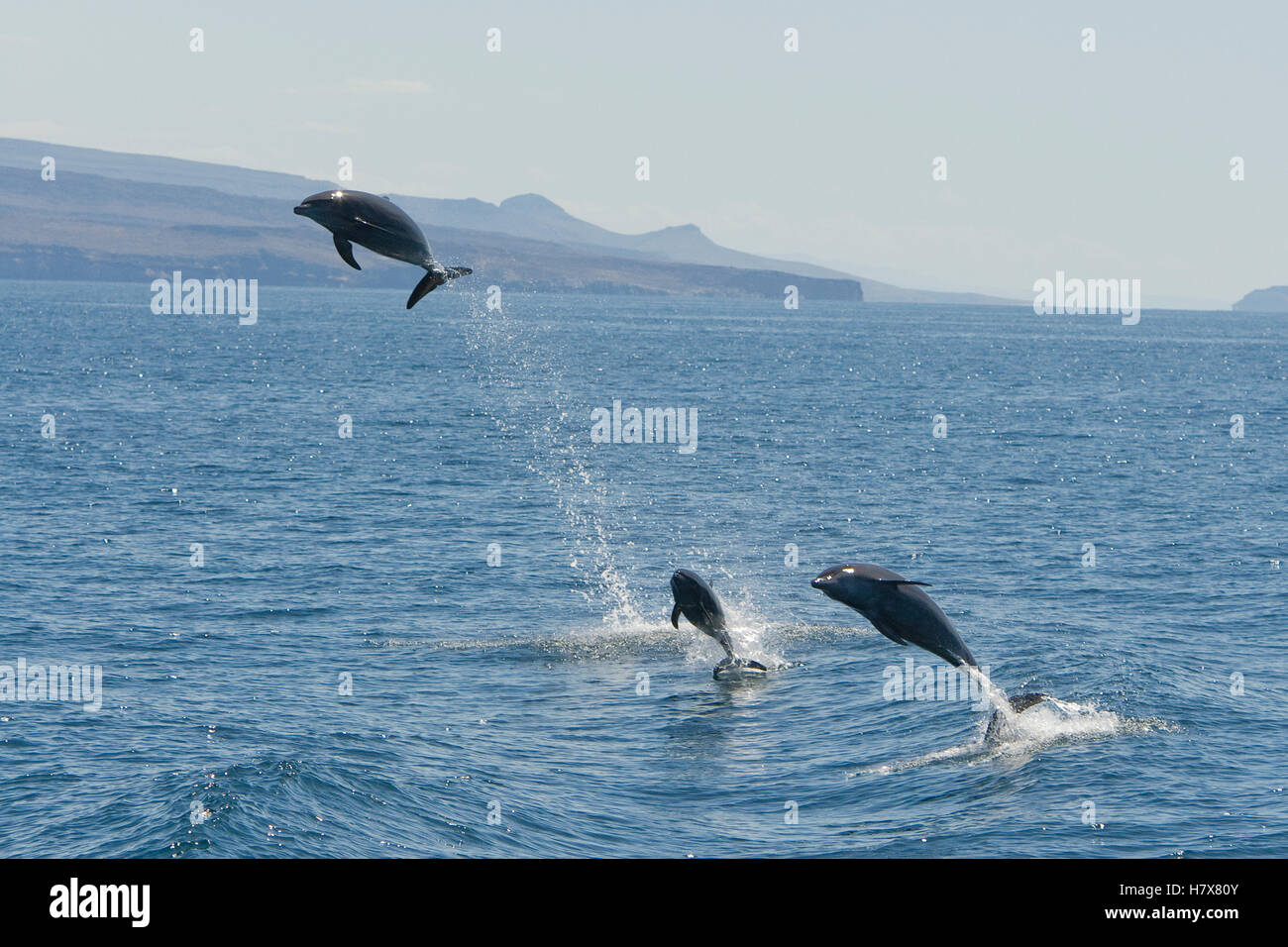 Bottlenose Dolphin (Tursiops truncatus) trio jumping, Baja California, Mexico Stock Photo - Alamy