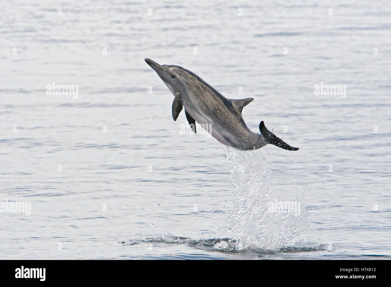 Long-beaked Common Dolphin (Delphinus capensis) jumping, Baja ...