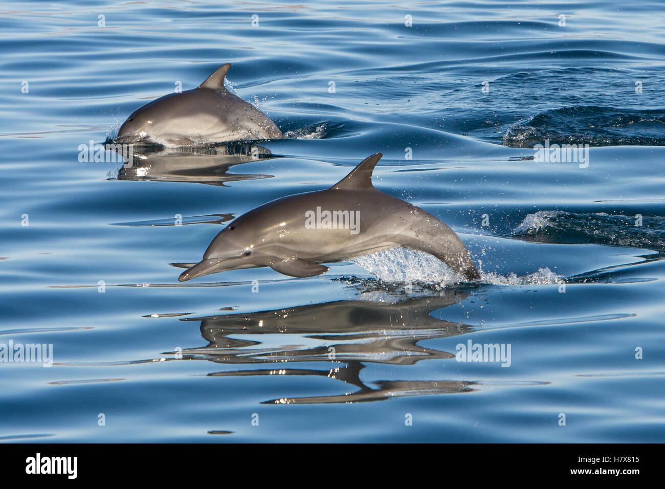 Long-beaked Common Dolphin (Delphinus capensis) pair porpoising, Baja ...