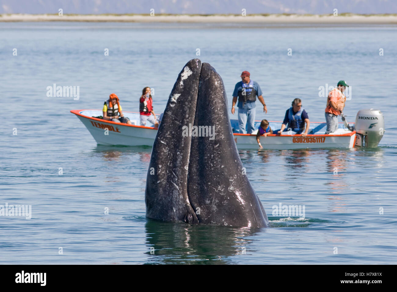 Gray Whale (Eschrichtius robustus) spyhopping in front of whale ...