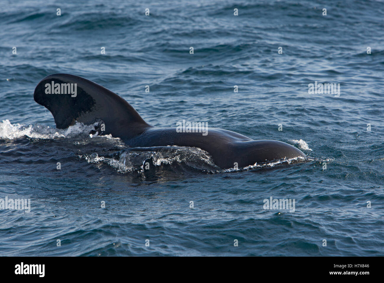 Short-finned Pilot Whale (Globicephala macrorhynchus) surfacing, Sea of ...