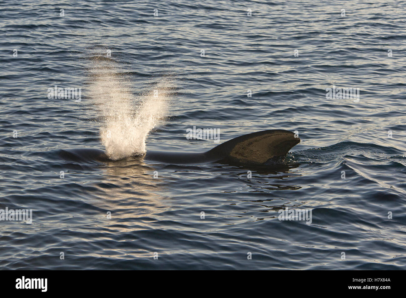 Short-finned Pilot Whale (Globicephala macrorhynchus) surfacing, Sea of ...