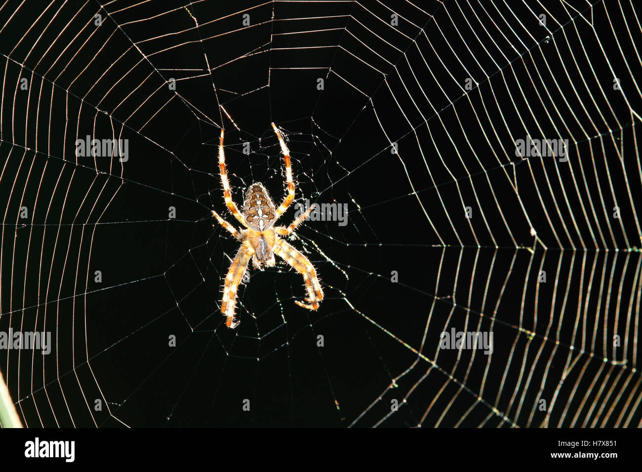 Orb-weaver Spider (Araneidae) on web, Nova Scotia, Canada Stock Photo ...