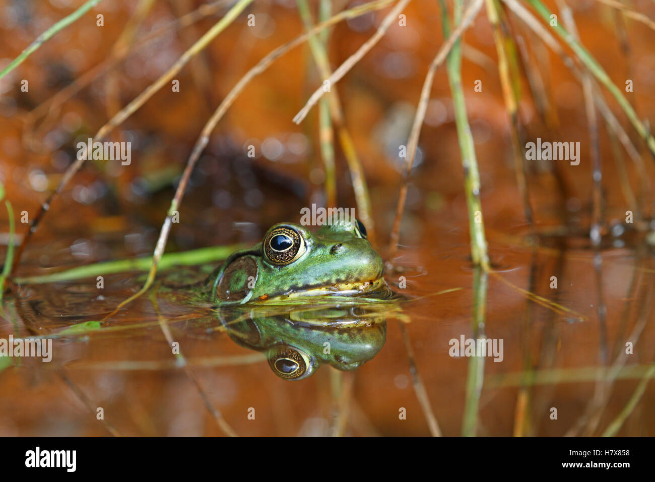 Northern Green Frog (Rana clamitans melanota), Nova Scotia, Canada ...