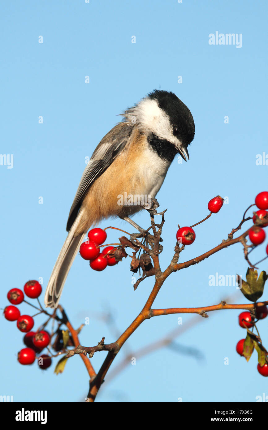 Black-capped Chickadee (Poecile atricapillus) with red berries, Nova ...