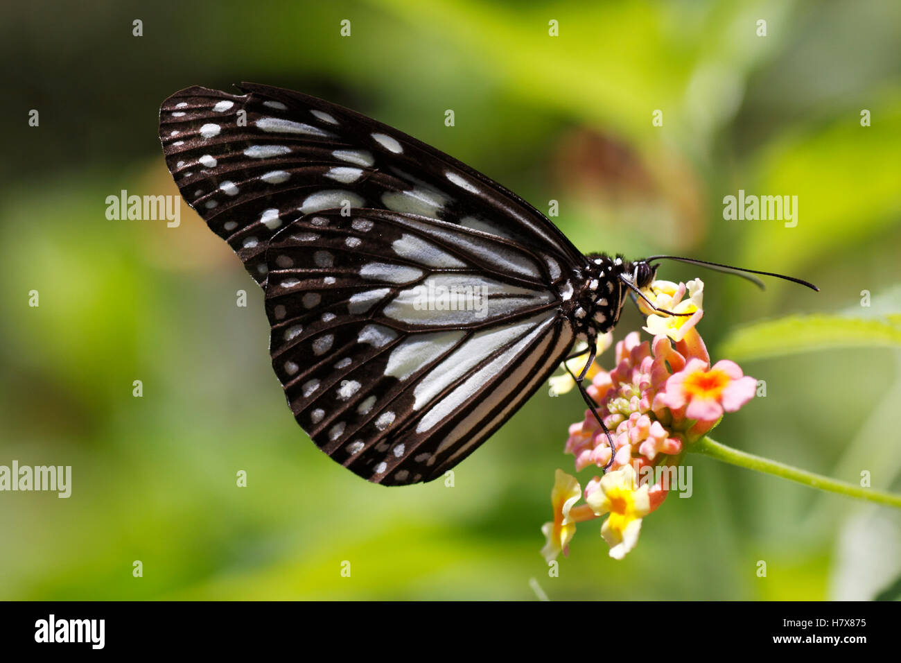 Tiger Butterfly (Parantica sp), Philippines Stock Photo - Alamy