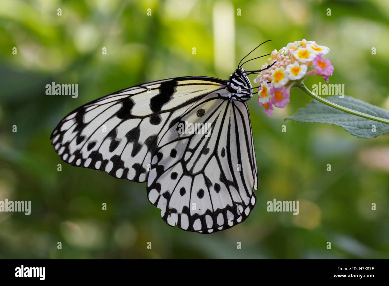 Paper Kite (Idea leuconoe) butterfly, Okinawa, Japan Stock Photo - Alamy