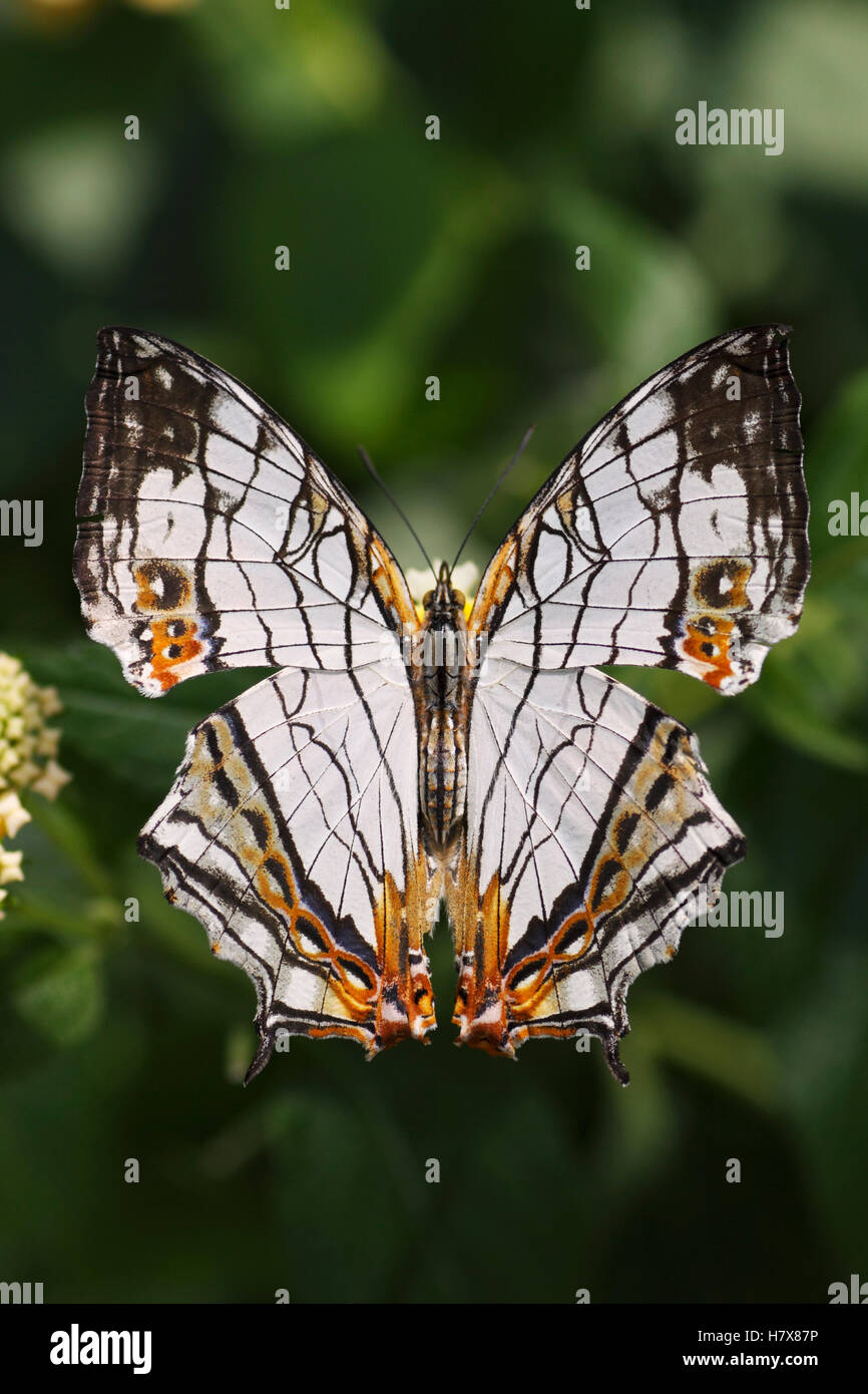 Ceylon Blue Glassy Tiger (Ideopsis similis) butterfly, Okinawa, Japan ...